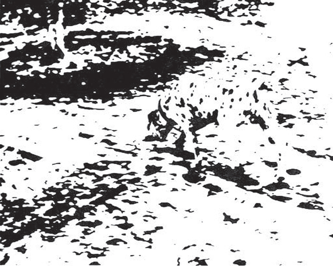 PRACTISING CLINICAL SUPERVISION: A REFLECTIVE APPROACH FOR HEALTHCARE ...