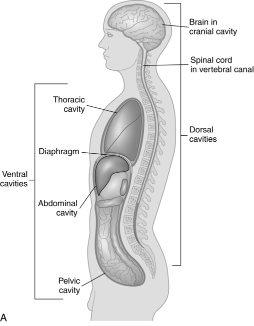 Sectional Anatomy for Imaging Professionals