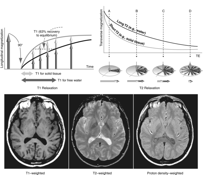 Sectional Anatomy for Imaging Professionals