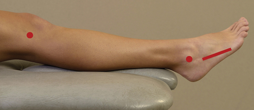 Joint Range of Motion and Muscle Length Testing