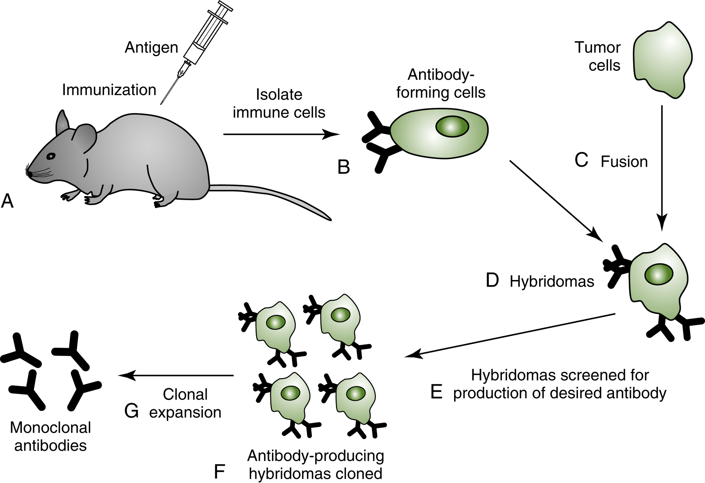 Basic & Applied Concepts of Blood Banking and Transfusion Practices