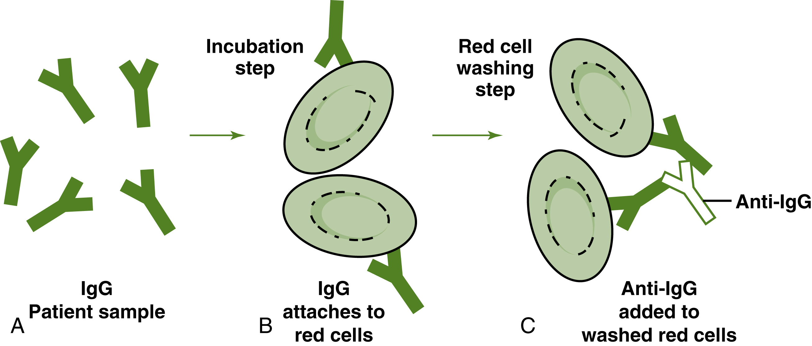 Basic & Applied Concepts of Blood Banking and Transfusion Practices