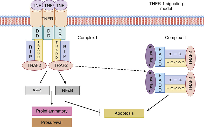Fetal and Neonatal Physiology