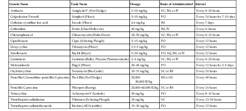 Hyrocoidea (Hyraxes)