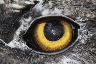 Caprimulgiformes (Nightjars and Allies)