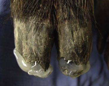 Suidae and Tayassuidae (Wild Pigs, Peccaries)