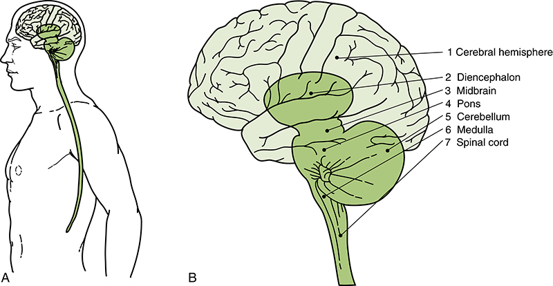 Neurology for the Speech-Language Pathologist