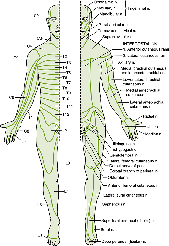 Neurology for the Speech-Language Pathologist