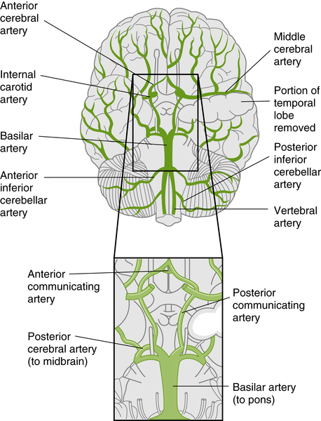 Neurology for the Speech-Language Pathologist
