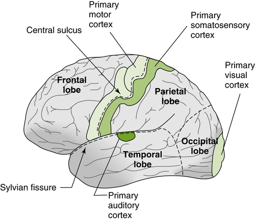 Neurology for the Speech-Language Pathologist