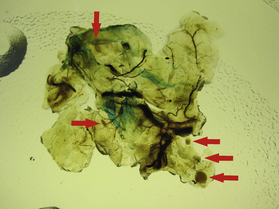 Bancroft's Theory and Practice of Histological Techniques
