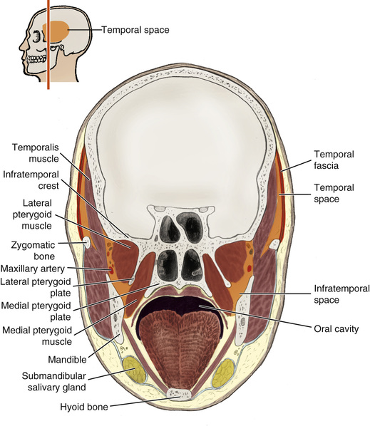 Illustrated Anatomy of the Head and Neck