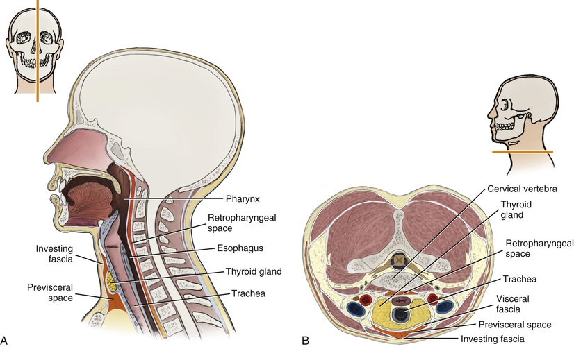 Illustrated Anatomy of the Head and Neck
