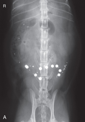 Lavin's Radiography for Veterinary Technicians