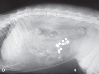 Lavin's Radiography for Veterinary Technicians