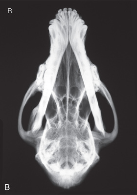 Lavin's Radiography for Veterinary Technicians