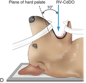 Lavin's Radiography for Veterinary Technicians