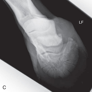 Lavin's Radiography for Veterinary Technicians