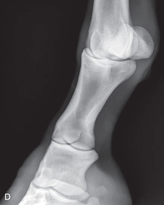 Lavin's Radiography for Veterinary Technicians