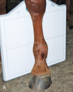 Lavin's Radiography for Veterinary Technicians