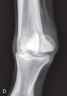 Lavin's Radiography for Veterinary Technicians