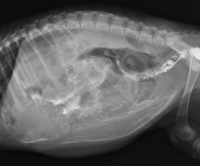 Textbook of Veterinary Diagnostic Radiology