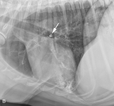 Textbook of Veterinary Diagnostic Radiology