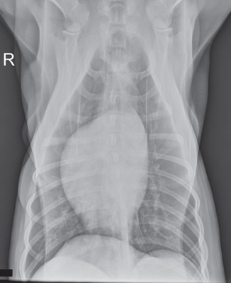 Textbook of Veterinary Diagnostic Radiology