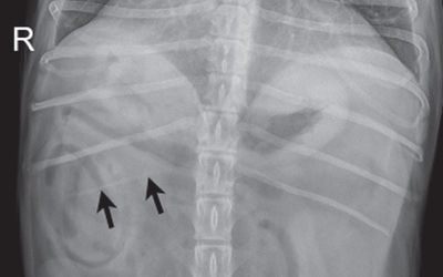 Textbook of Veterinary Diagnostic Radiology
