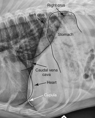 Textbook of Veterinary Diagnostic Radiology