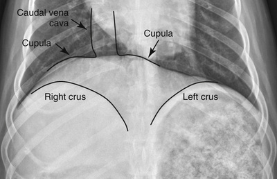 Textbook of Veterinary Diagnostic Radiology