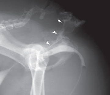 Textbook of Veterinary Diagnostic Radiology