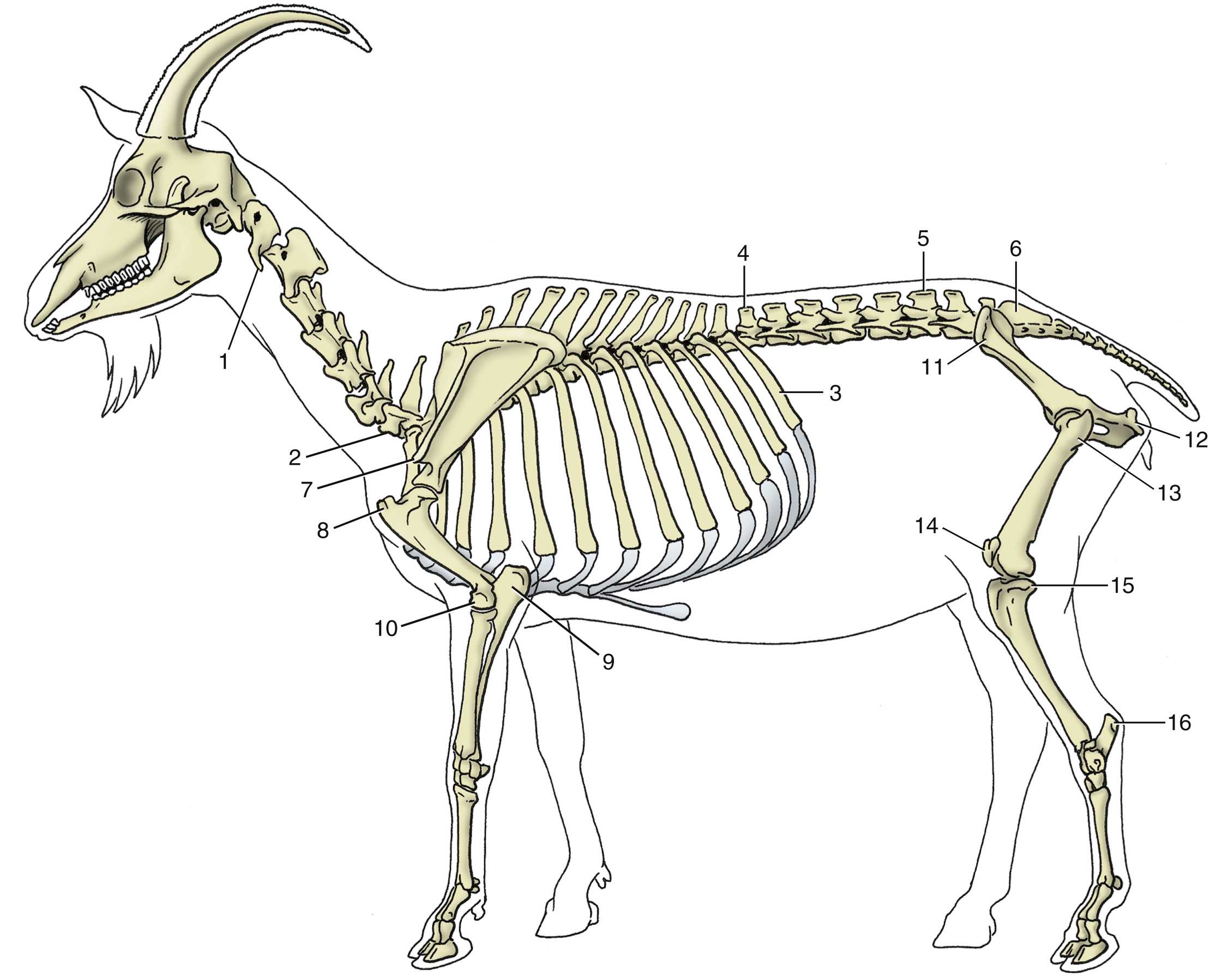 Dyce, Sack and Wensing's Textbook of Veterinary Anatomy