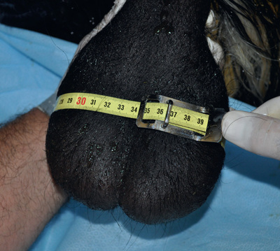 Cunningham's Textbook of Veterinary Physiology