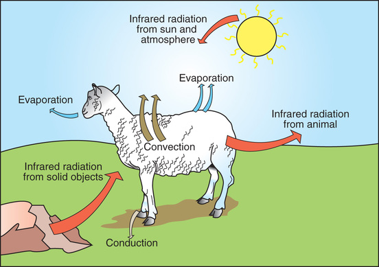 Cunningham's Textbook of Veterinary Physiology