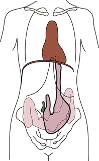 General Anatomy and Radiographic Positioning Terminology