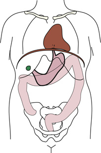 General Anatomy and Radiographic Positioning Terminology