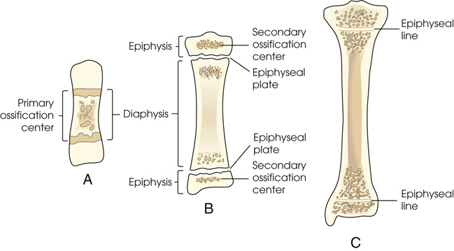 General Anatomy and Radiographic Positioning Terminology