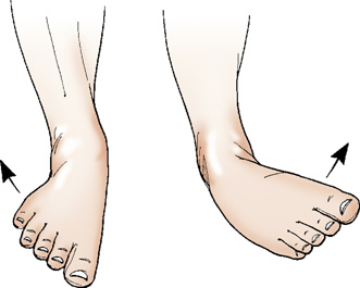 General Anatomy and Radiographic Positioning Terminology