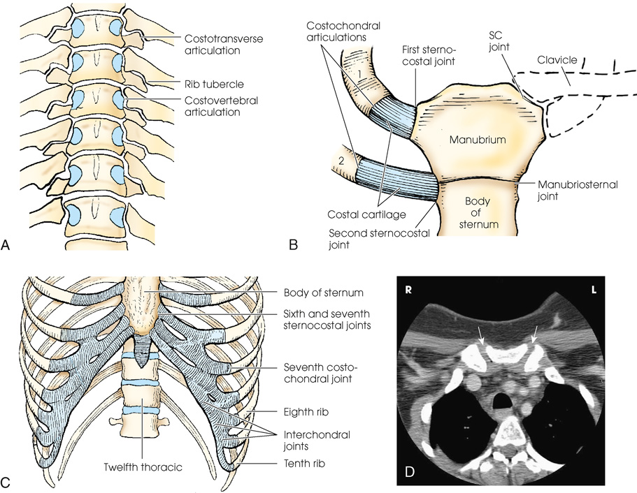 Bony Thorax