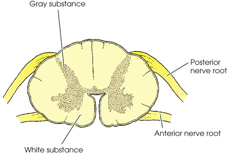 Myelography and Other Central Nervous System Imaging