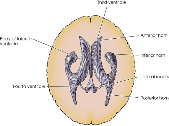 Myelography and Other Central Nervous System Imaging
