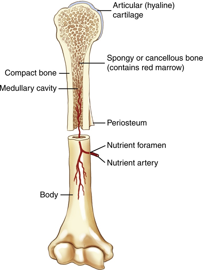 Bontrager's Textbook of Radiographic Positioning and Related Anatomy