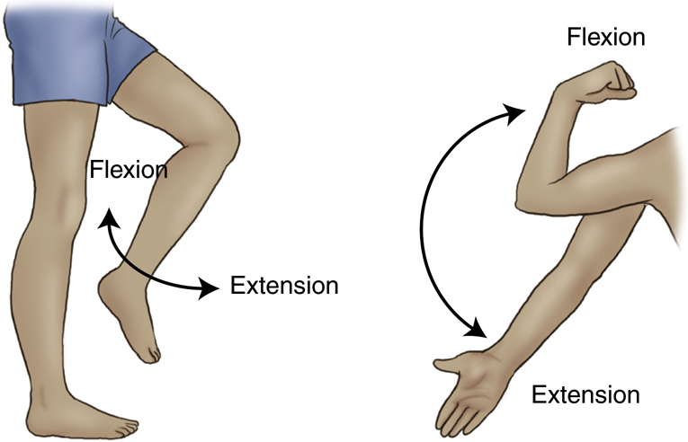 Bontrager's Textbook of Radiographic Positioning and Related Anatomy