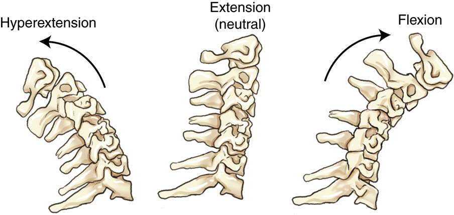 Bontrager's Textbook of Radiographic Positioning and Related Anatomy