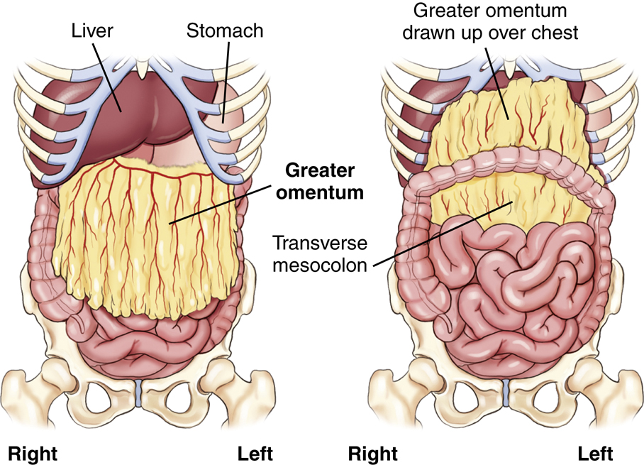 Bontrager's Textbook of Radiographic Positioning and Related Anatomy