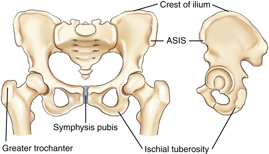 Bontrager's Textbook of Radiographic Positioning and Related Anatomy