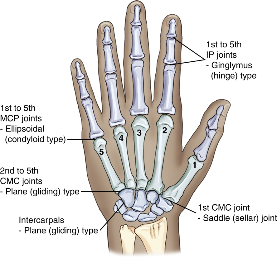 Bontrager's Textbook of Radiographic Positioning and Related Anatomy