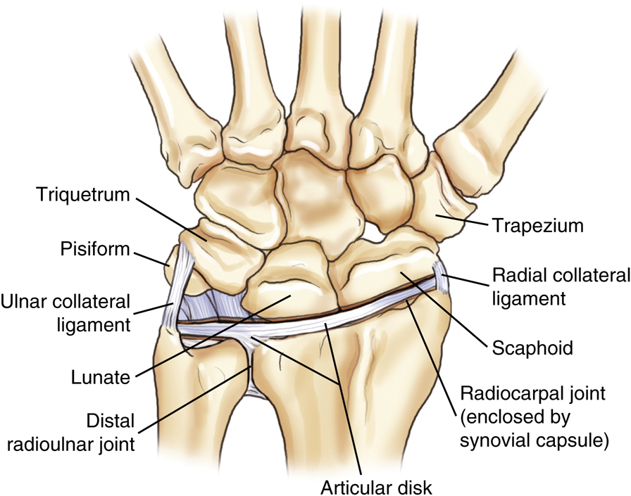 Bontrager's Textbook of Radiographic Positioning and Related Anatomy