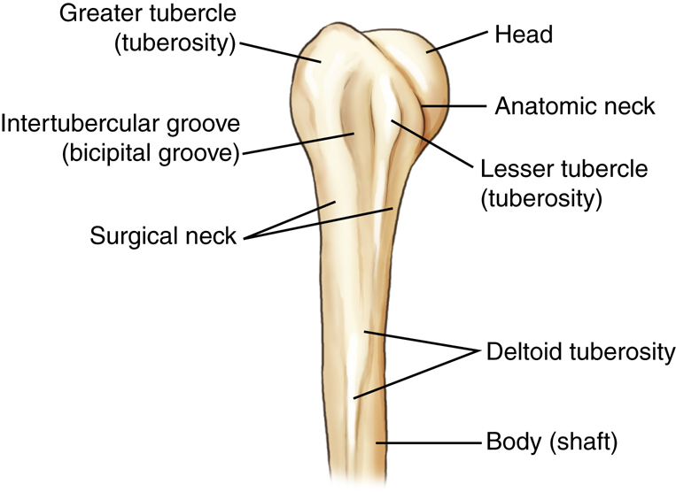 Bontrager's Textbook of Radiographic Positioning and Related Anatomy